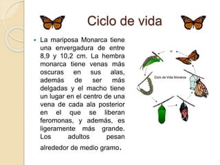 Mariposa Monarca | PPTX
