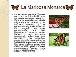Investigación Sobre Las Mariposas