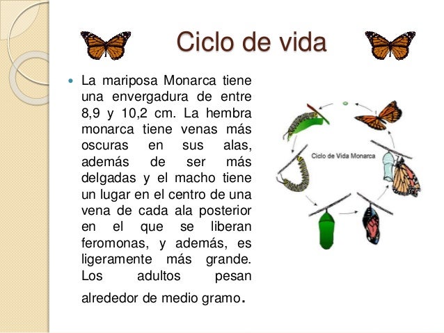 Mariposa Monarca