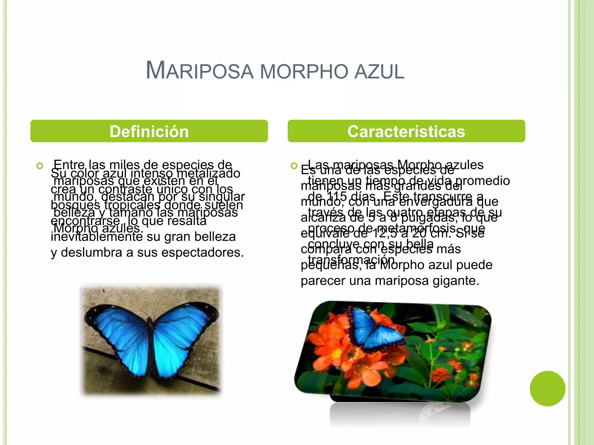 Mariposa morpho azul practica 2 mymyd | PPTX