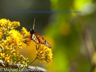 Mariposas | PPT
