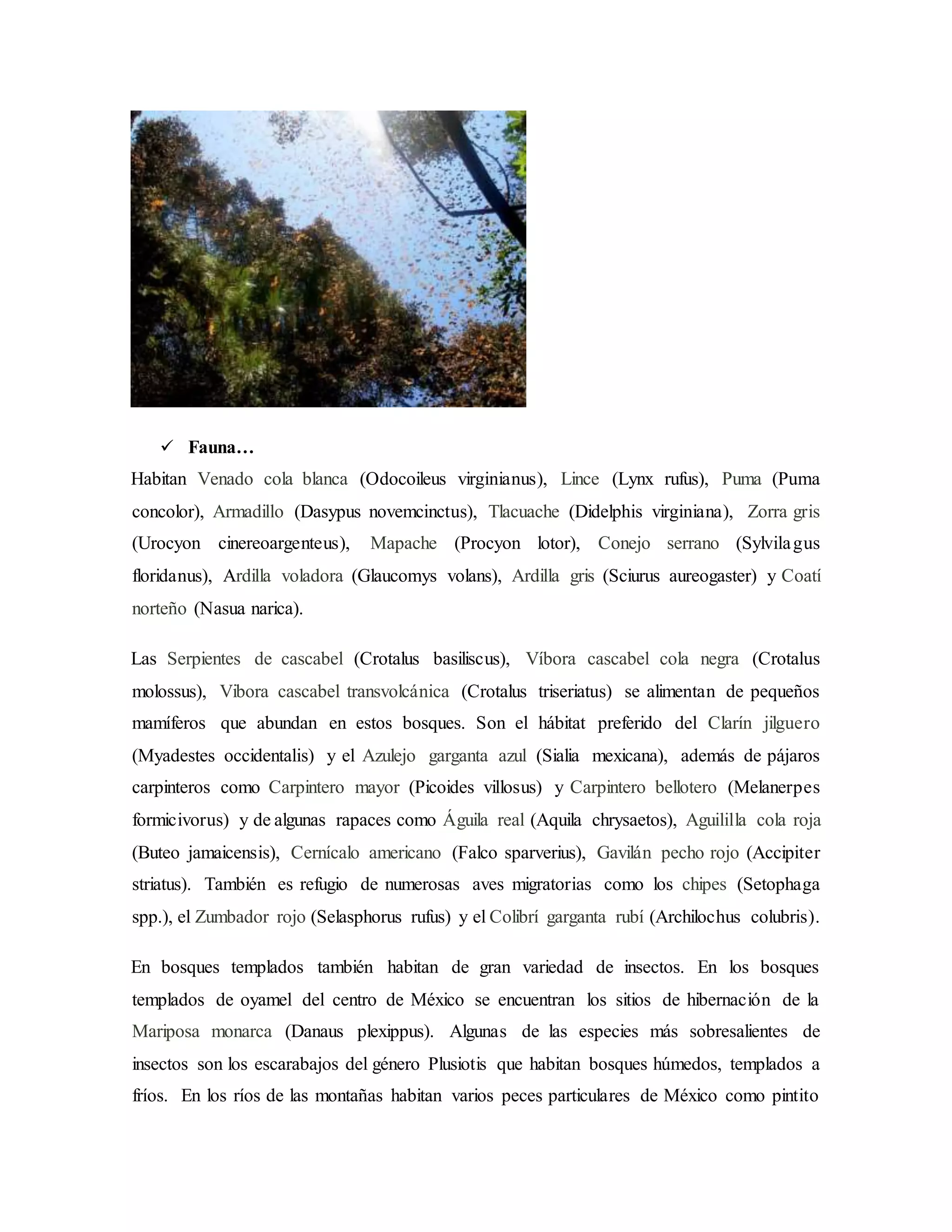 Mariposas monarcas | DOCX