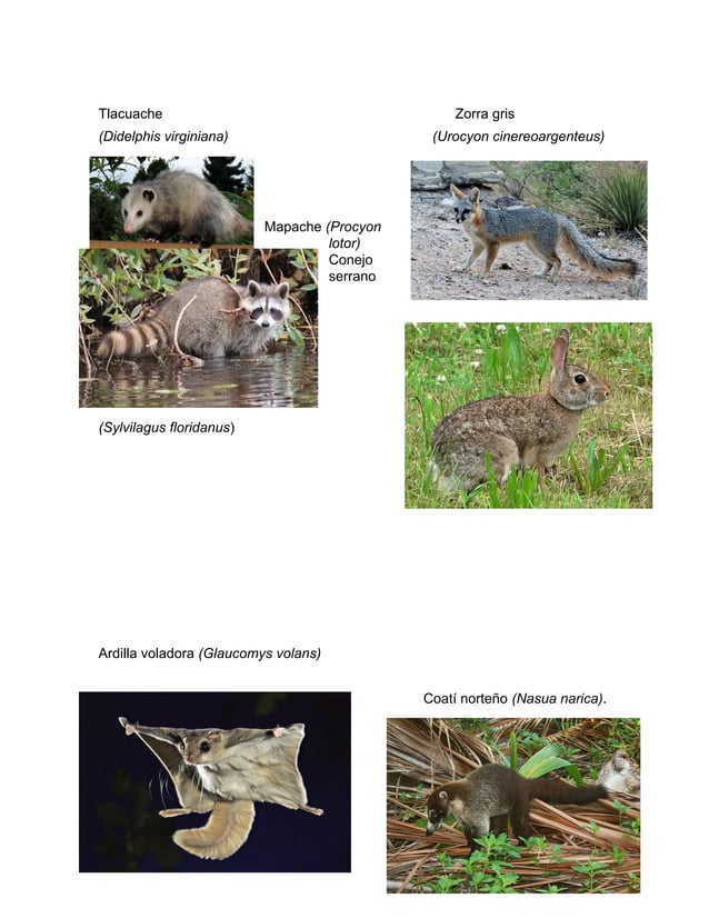 Mariposas monarcas | PDF