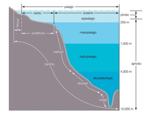 Maritime zones | PDF