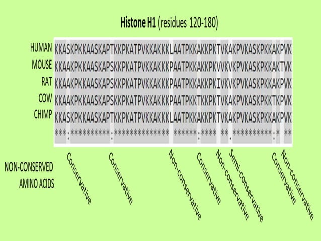 Multiple Sequence Alignment