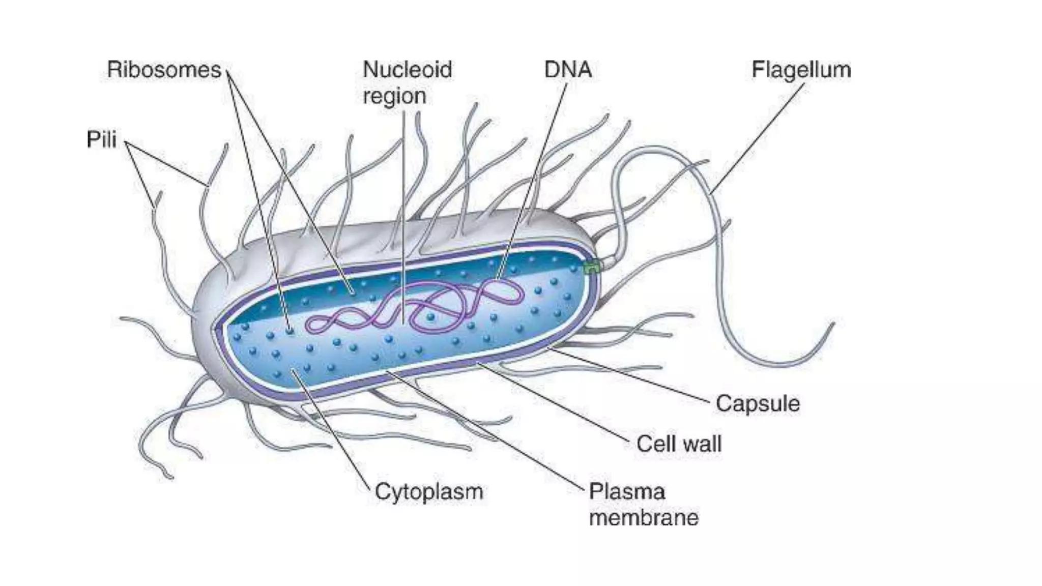 THE ARCHAEA | PPTX