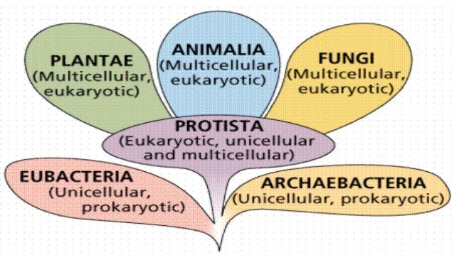 Archaea Definition Characteristics Examples Britannica