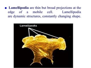 THE CYTOSKELETON | PPTX