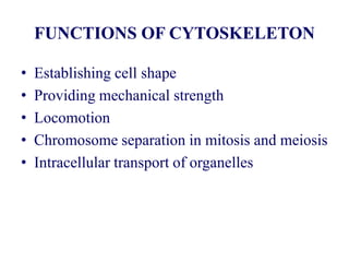 Cytoskeleton Function