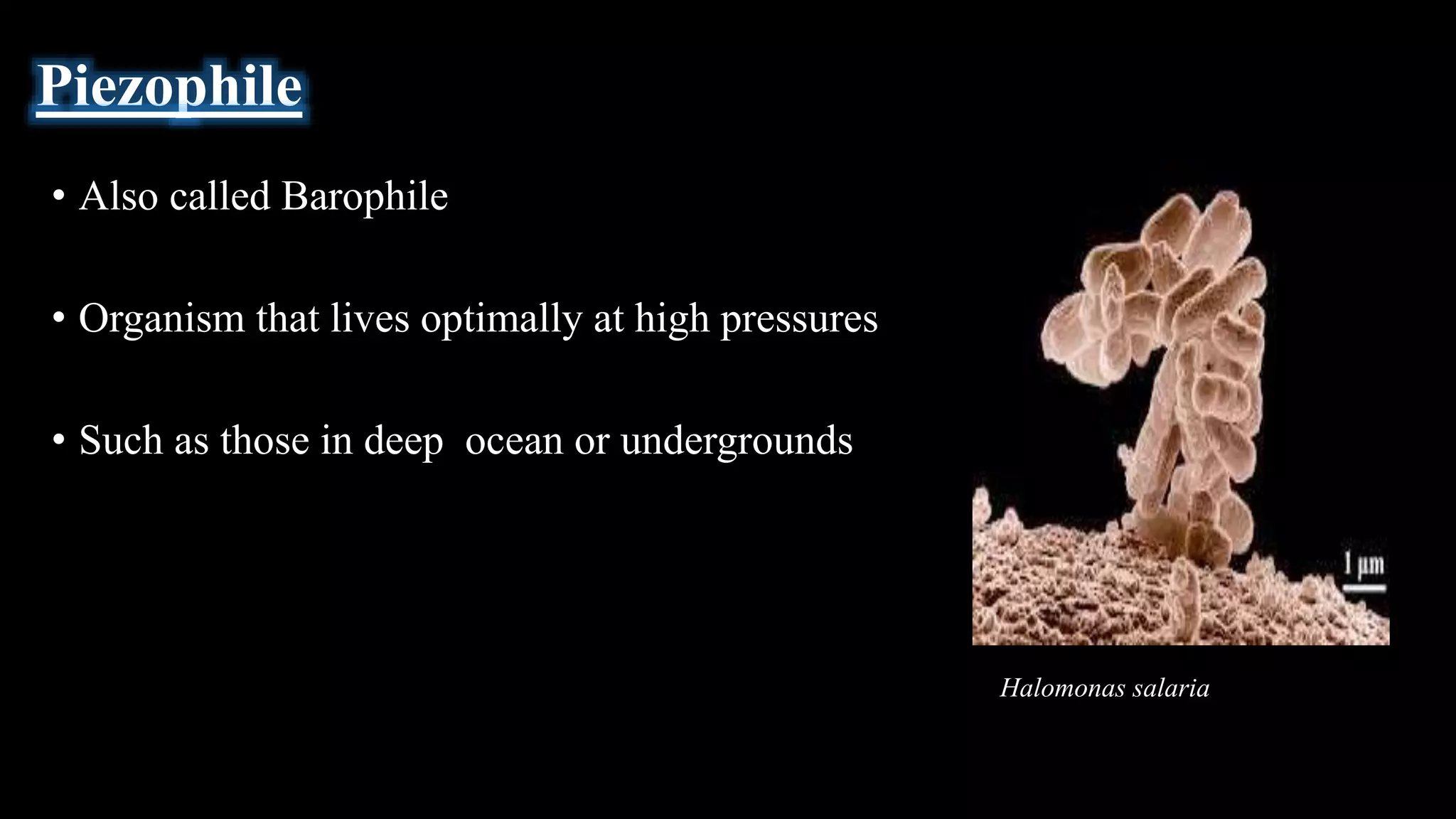 EXTREMOPHILES | PPTX