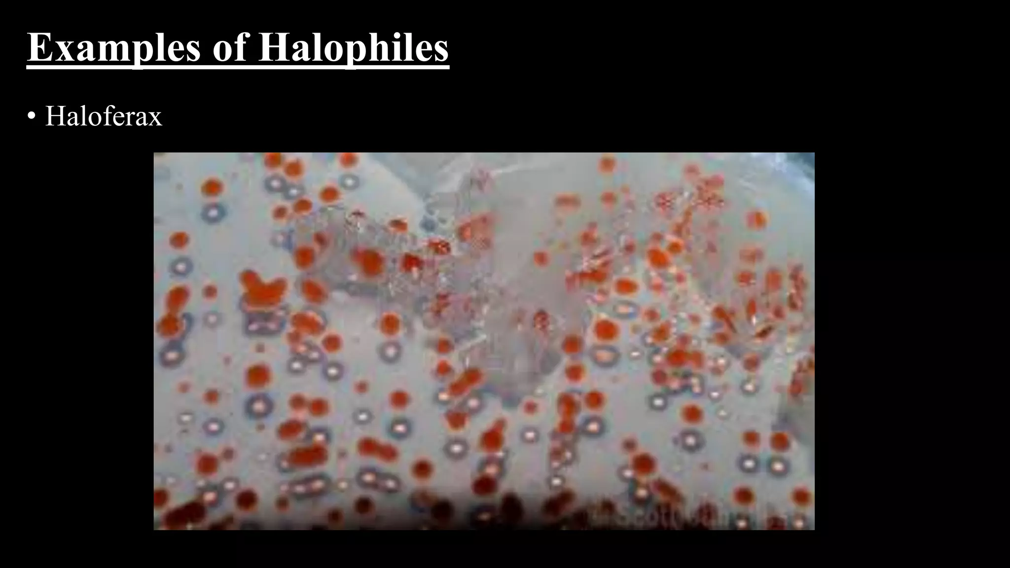 EXTREMOPHILES | PPTX