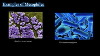 EXTREMOPHILES | PPTX