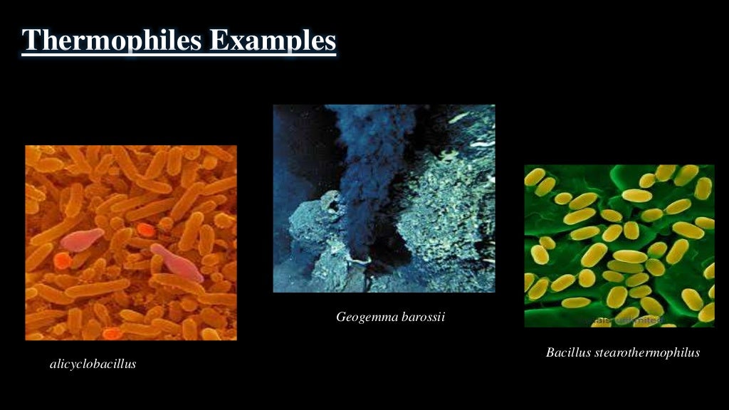 EXTREMOPHILES