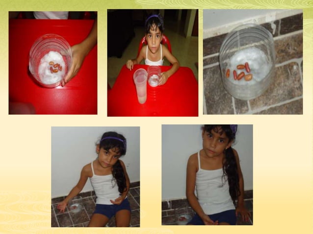 photosyntesis Process | PPTX