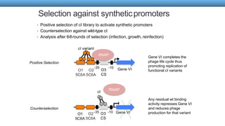 Synthetic Biology via programmable directed evolution | PDF | Programming Languages | Computing
