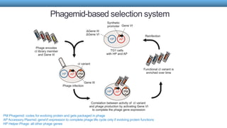 Synthetic Biology via programmable directed evolution | PDF | Programming Languages | Computing