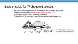 Synthetic Biology via programmable directed evolution | PDF | Programming Languages | Computing