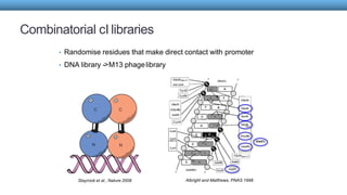 Synthetic Biology via programmable directed evolution | PDF | Programming Languages | Computing