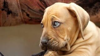 Discover the Secret Formula To Building, Scaling, and Managing A Remote ...