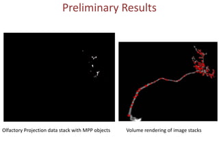 Marked Point Process For Neurite Tracing | PDF | 3-D Graphics | Computer Software and Applications