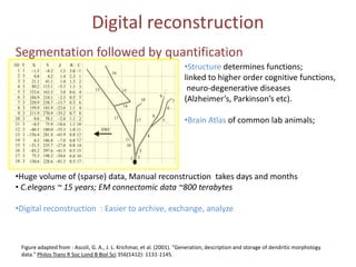 Marked Point Process For Neurite Tracing | PDF | 3-D Graphics ...