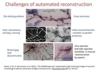 Marked Point Process For Neurite Tracing | PDF | 3-D Graphics ...