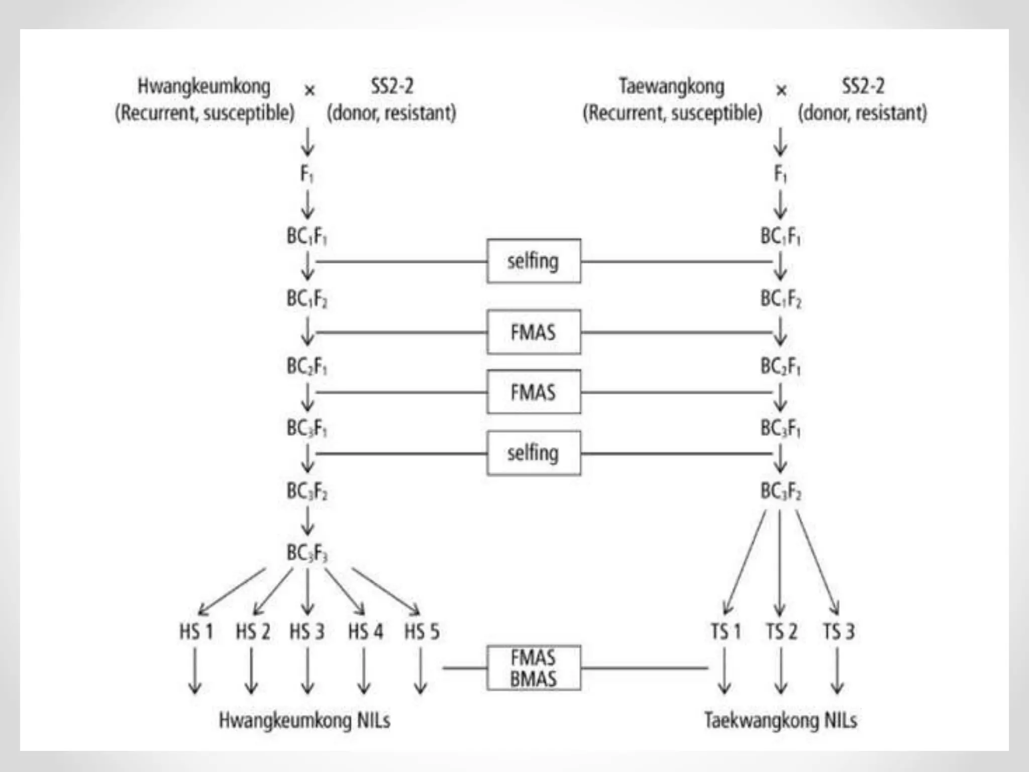 Marker assisted foreground & background selection in soybean | PPTX ...