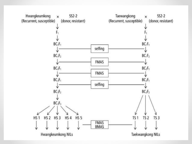 Marker assisted foreground & background selection in soybean | PPTX ...
