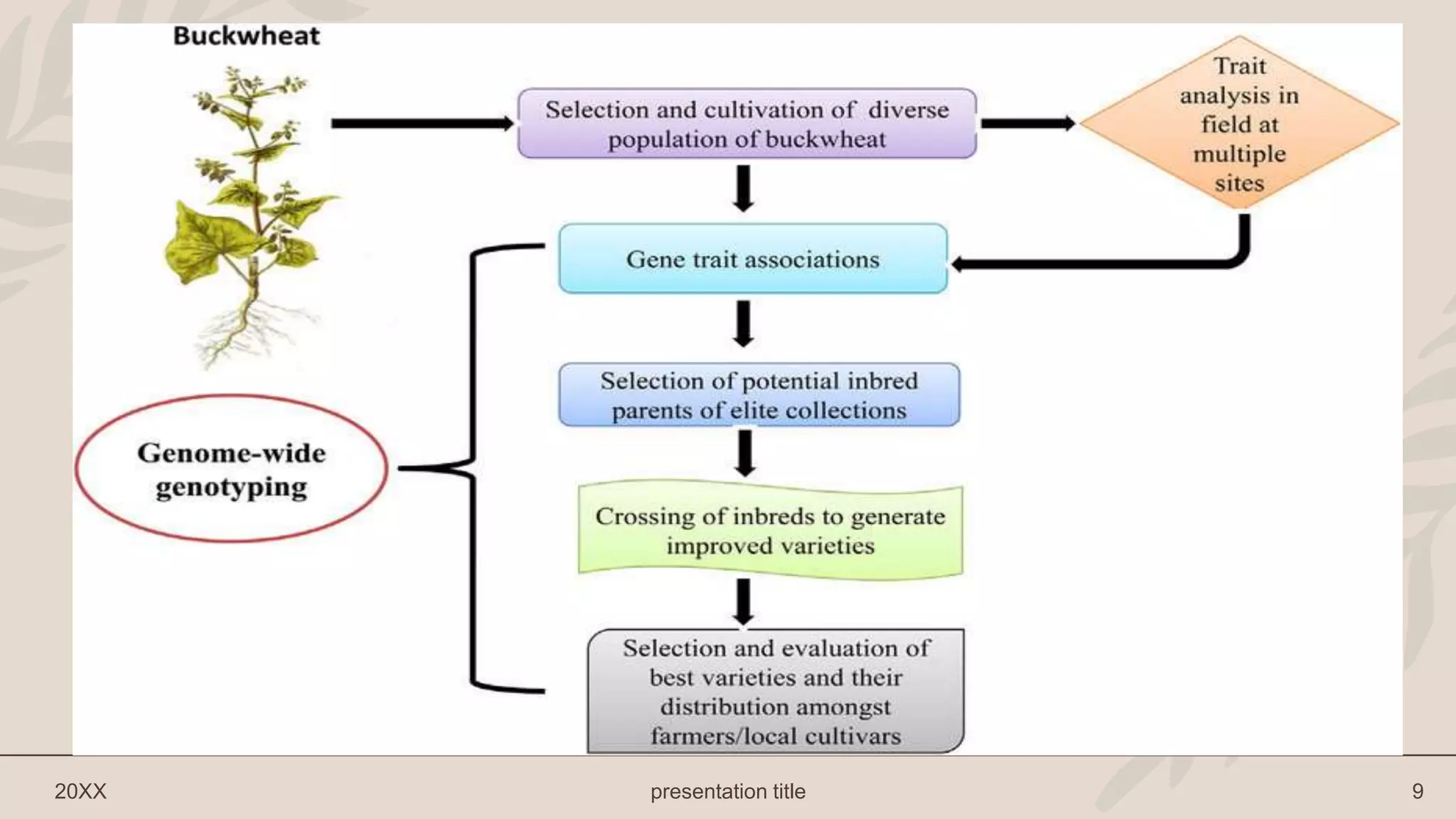 Marker-assisted selection (MAS) plant biotech 1.pptx