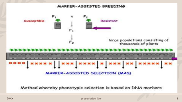 Marker-assisted selection (MAS) plant biotech 1.pptx
