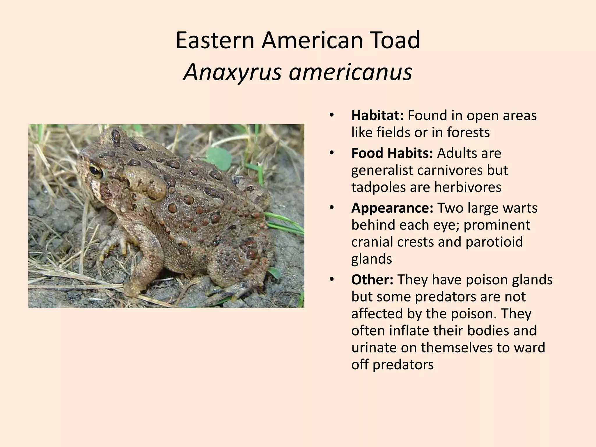 Marker 2 presentation | PPTX
