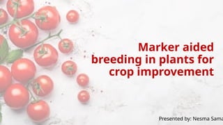 Marker aided breeding in plants for crop improvement- RAPD , RFLP , SCAR Markers | PPTX