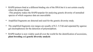Marker aided breeding in plants for crop improvement- RAPD , RFLP ...