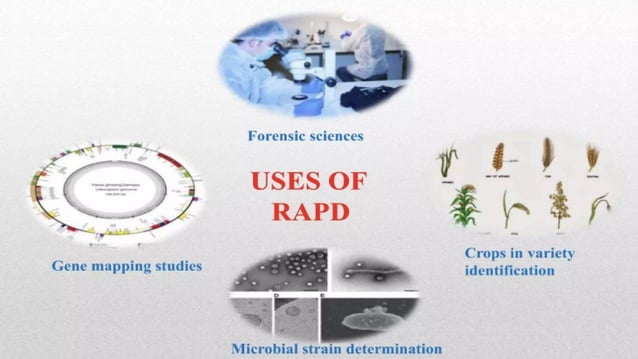Marker aided breeding in plants for crop improvement- RAPD , RFLP , SCAR Markers | PPTX