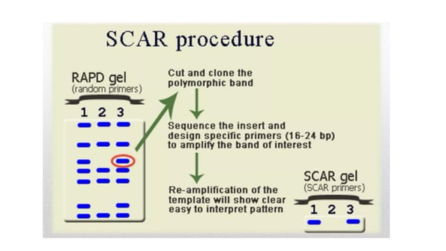 Marker aided breeding in plants for crop improvement- RAPD , RFLP , SCAR Markers | PPTX