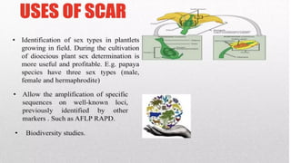 Marker aided breeding in plants for crop improvement- RAPD , RFLP , SCAR Markers | PPTX