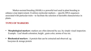 Marker aided breeding in plants for crop improvement- RAPD , RFLP , SCAR Markers | PPTX
