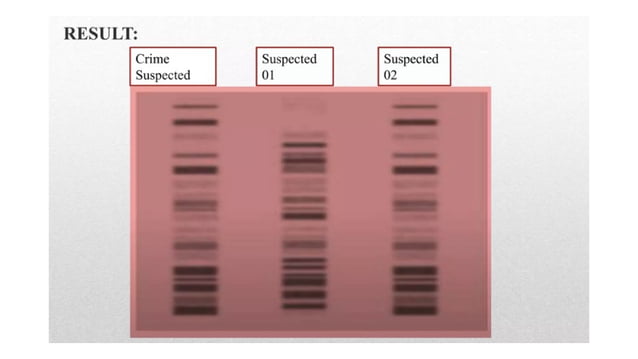 Marker aided breeding in plants for crop improvement- RAPD , RFLP , SCAR Markers | PPTX