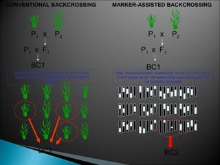 Marker assistant selection | PPT | Agriculture | Industries