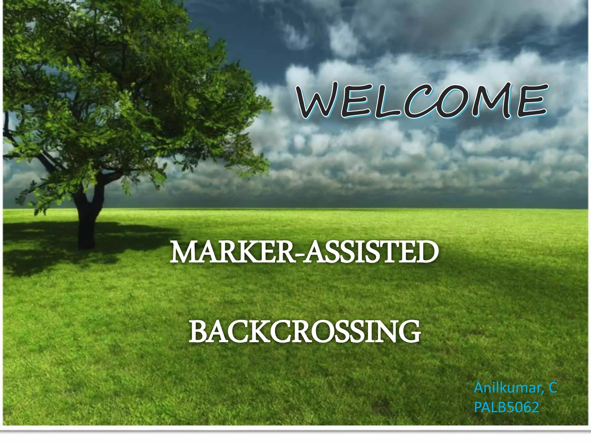 Marker assisted backcross breeding | PPTX