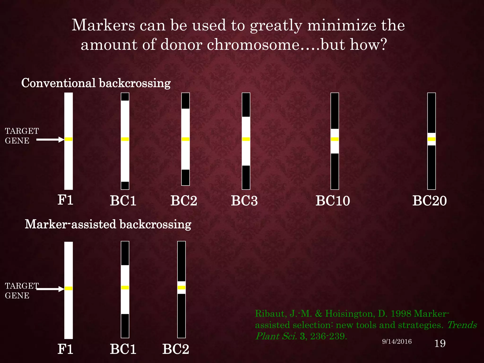 Marker assisted backcross breeding | PPTX