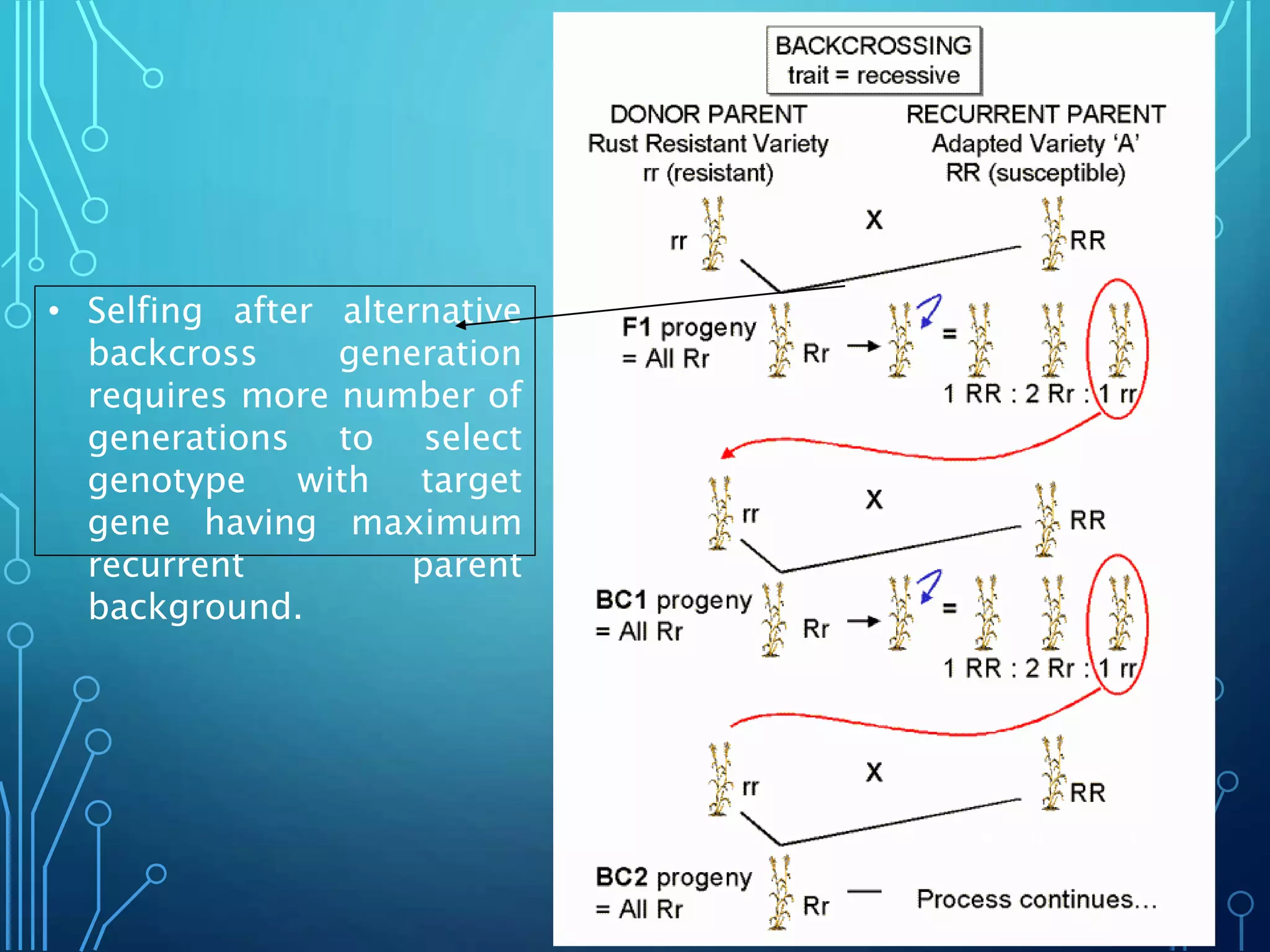Marker assisted backcross breeding | PPTX