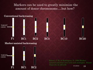 Marker assisted backcross breeding | PPTX