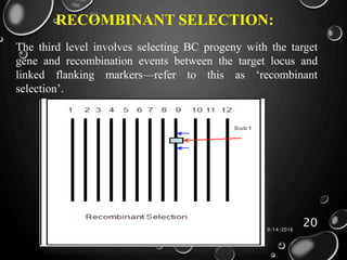 Marker assisted backcross breeding | PPTX