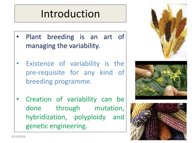 Marker assisted backcross breeding | PPTX