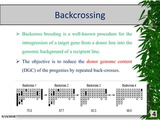 Marker assisted backcross breeding | PPTX