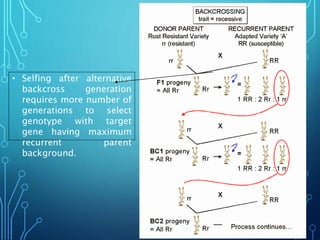 Marker assisted backcross breeding | PPTX