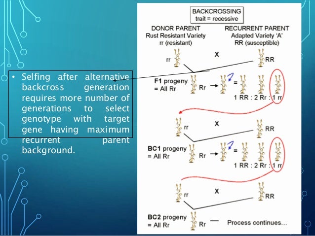 Marker assisted backcross breeding