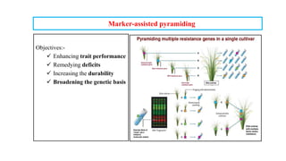 Marker Assisted Breeding in Rice.pptx