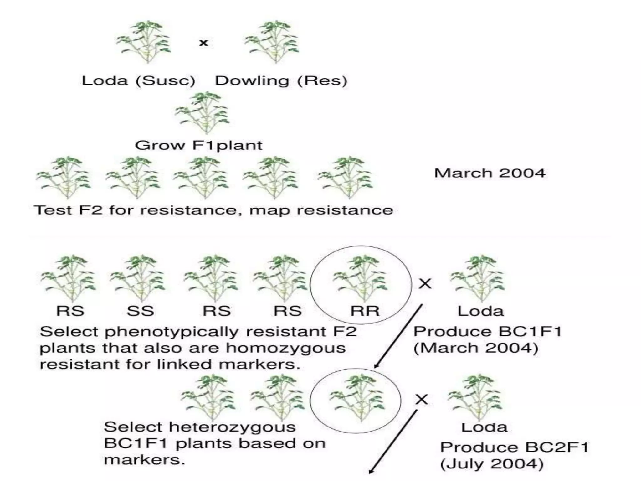 Marker assisted selection in plants | PPTX